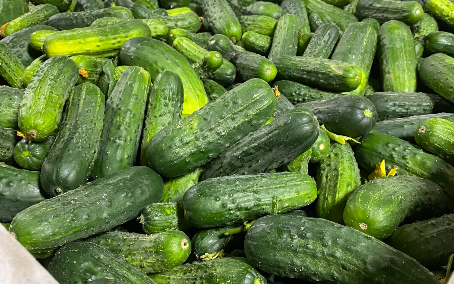 Our Produce – Moore Farms Manor