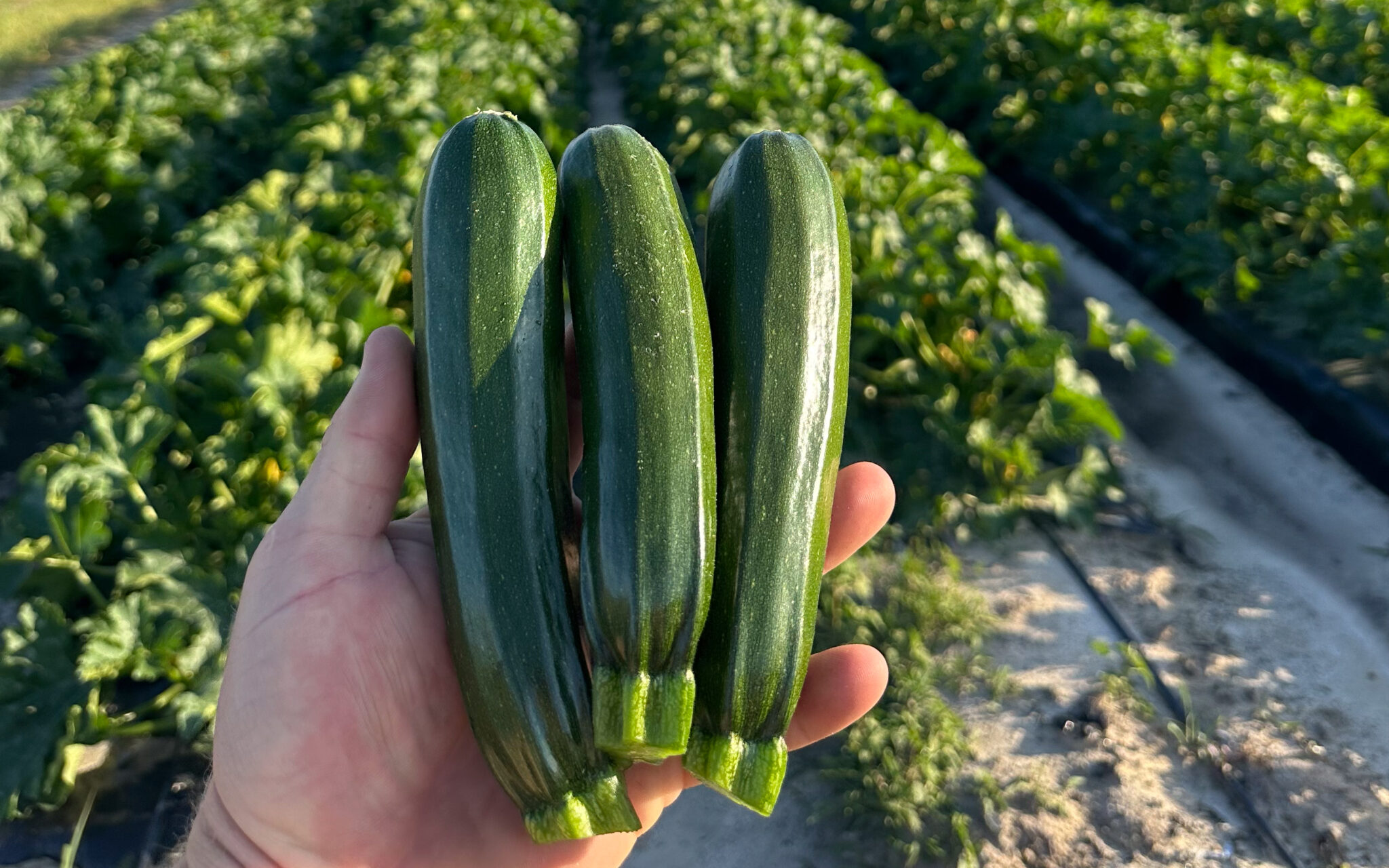 Our Produce – Moore Farms Manor
