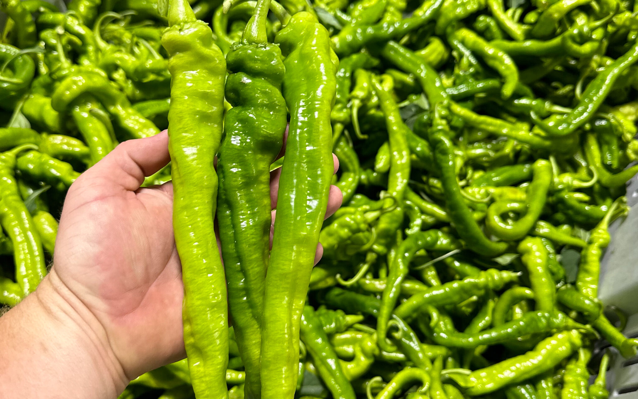 Our Produce – Moore Farms Manor